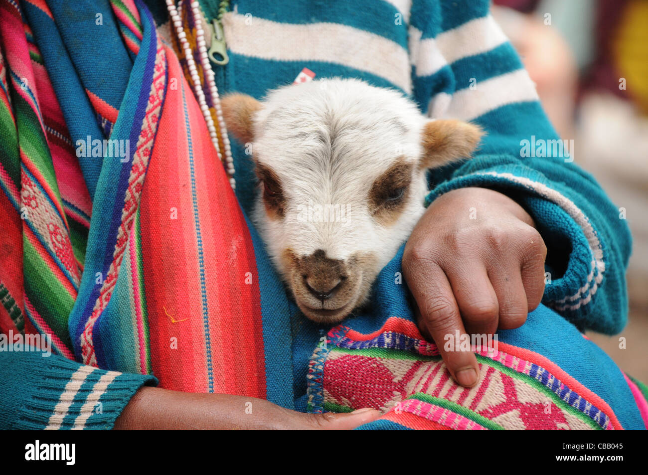 Peru lamb hi-res stock photography and images - Alamy