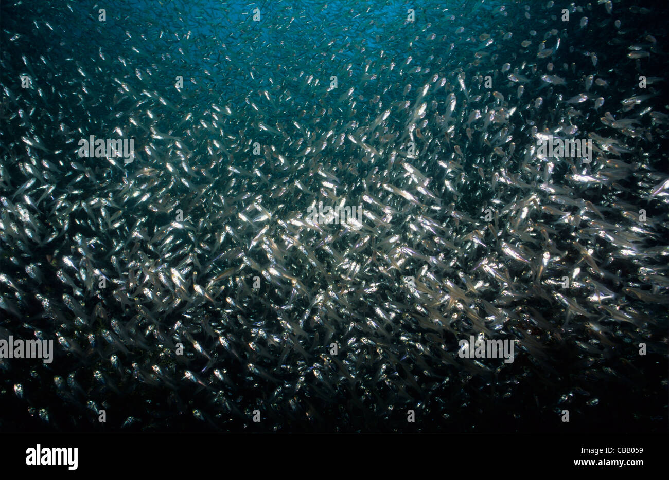 Silversides fish hi-res stock photography and images - Alamy