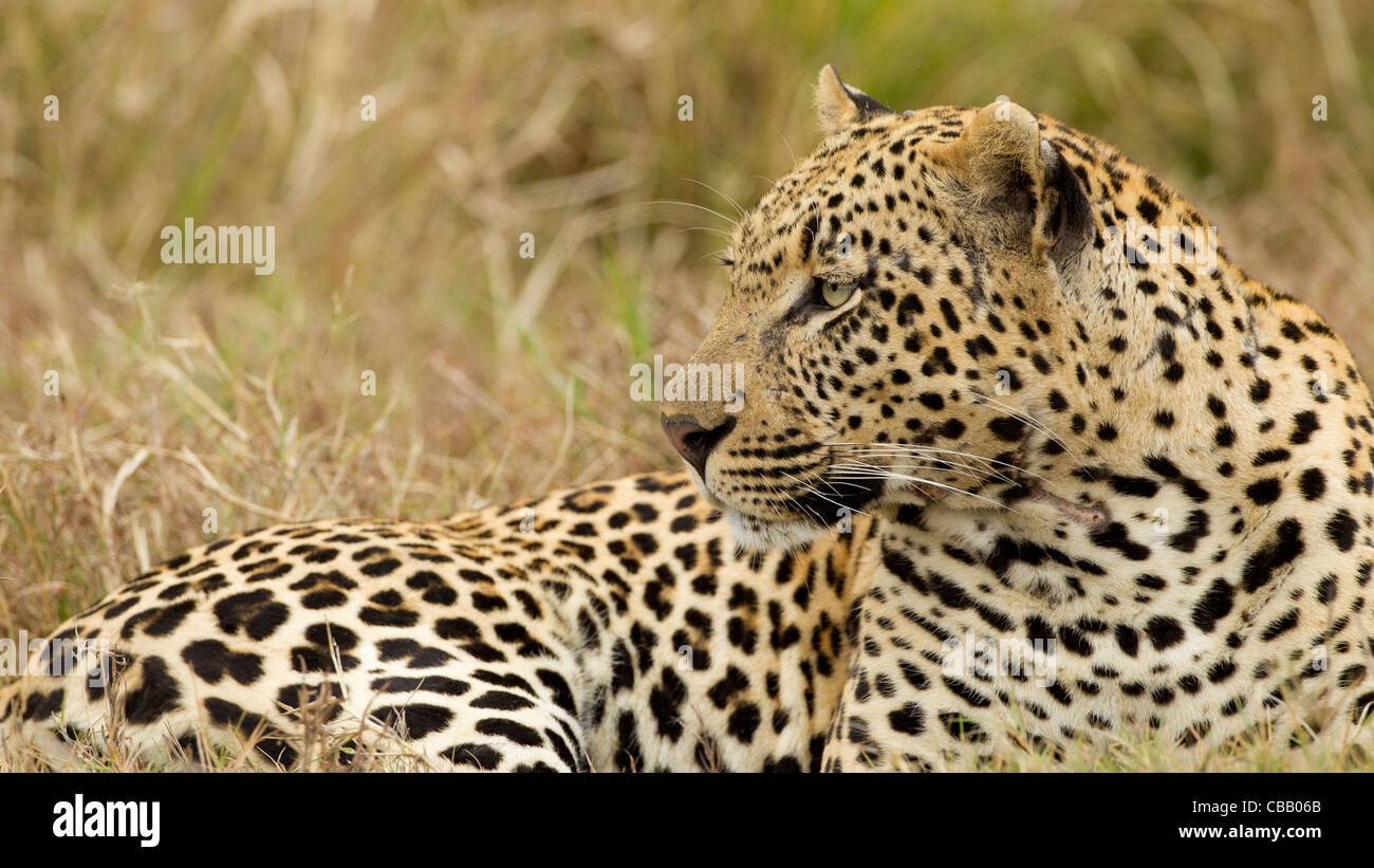 Amazing focused face by this Leopard (Panthera pardus Stock Photo - Alamy