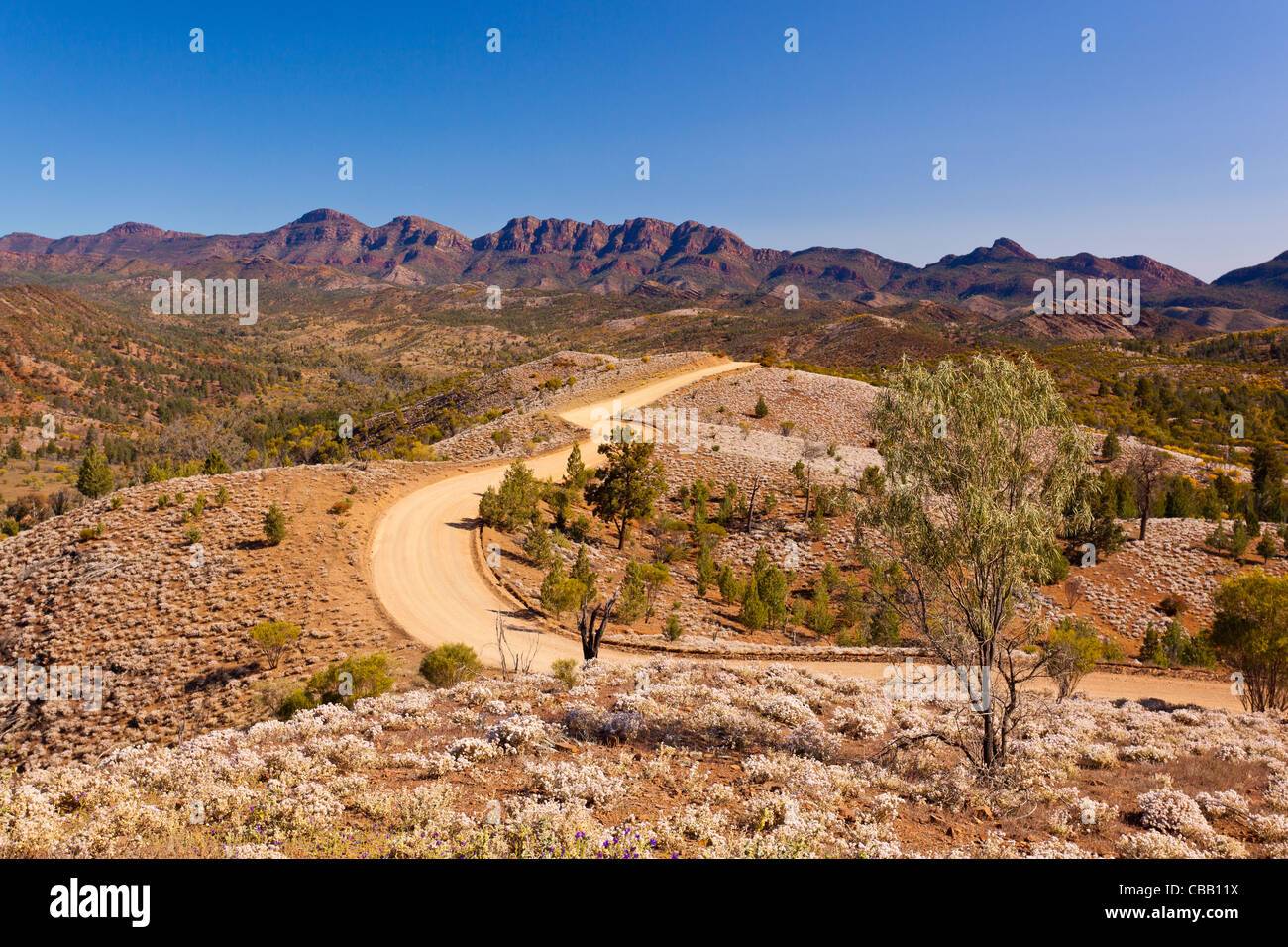 Silver Mulla Mulla (Ptilotus species) and Wilpena Pound from Razorback ...