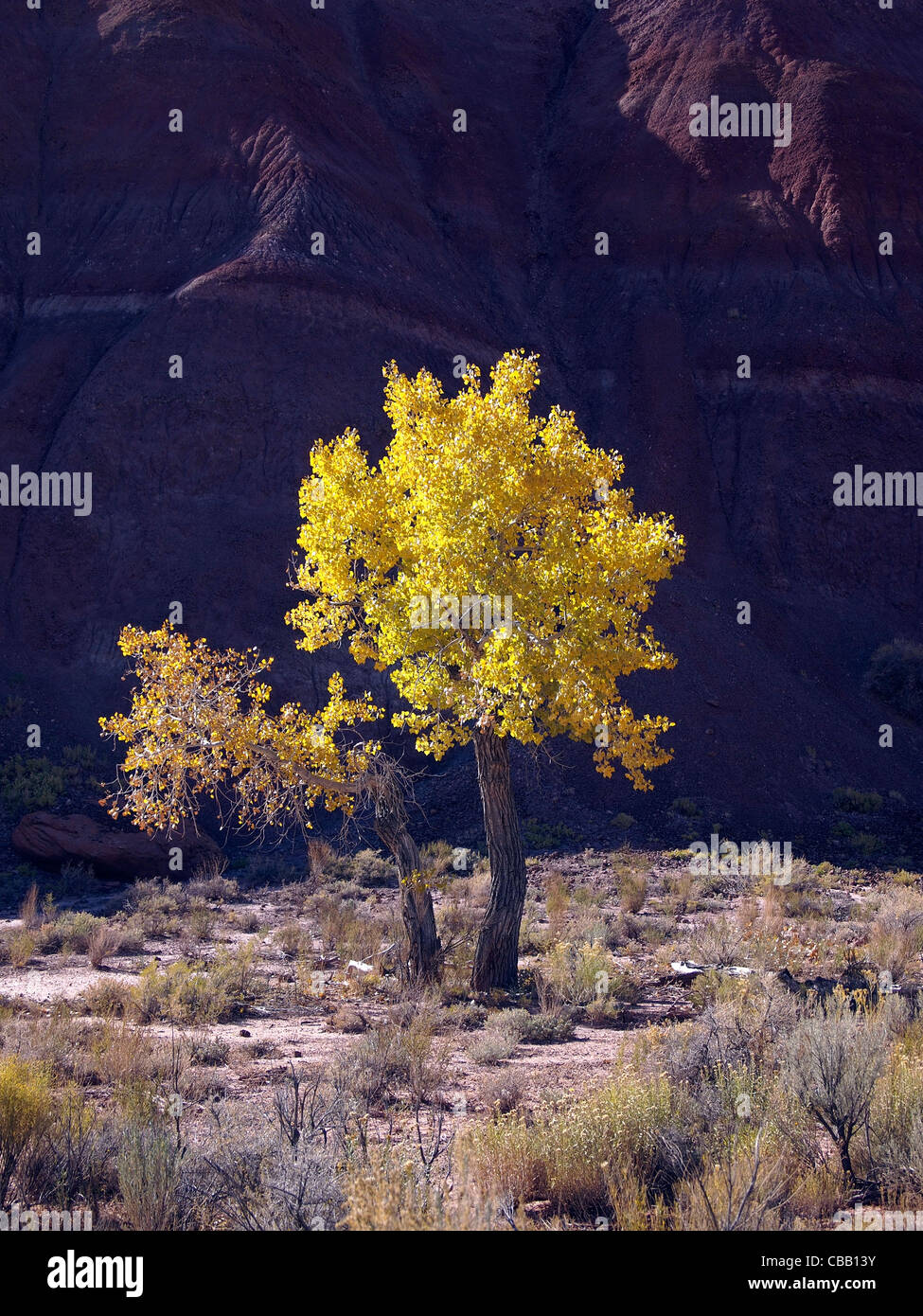Foliage in the desert hi-res stock photography and images - Alamy