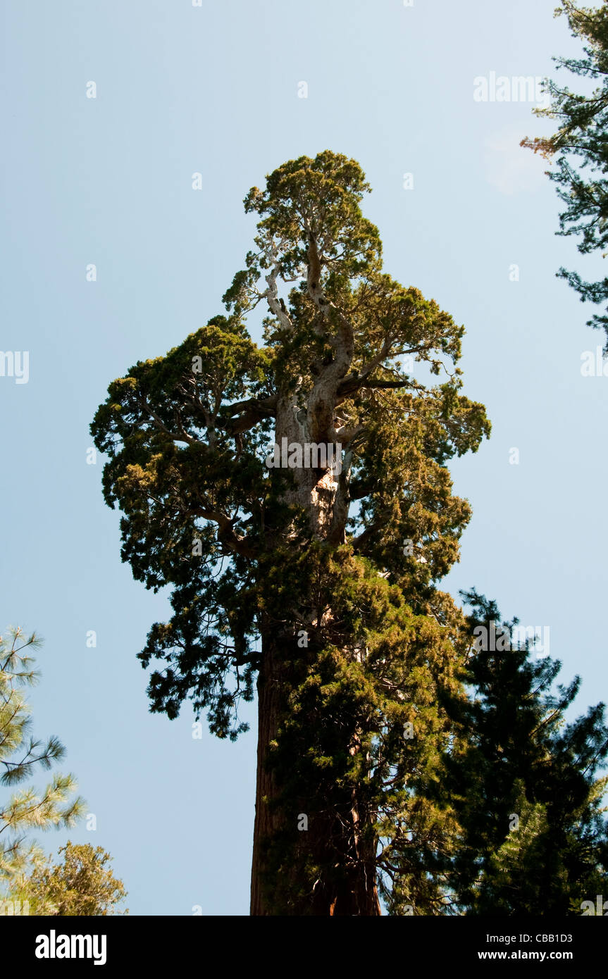 General Grant Tree High Resolution Stock Photography and Images - Alamy