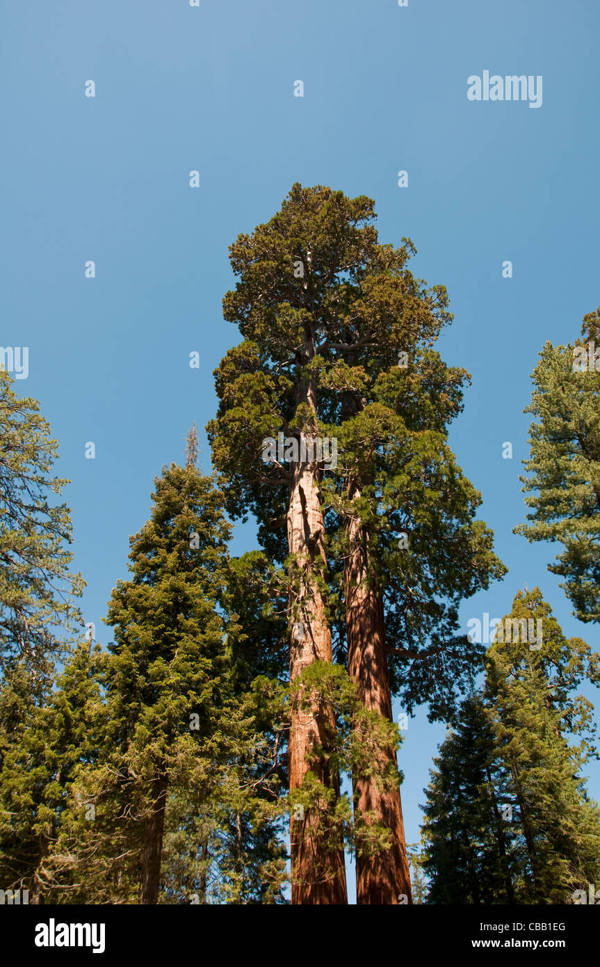 Grant Grove giant sequoia trees Kings Canyon National Park California ...