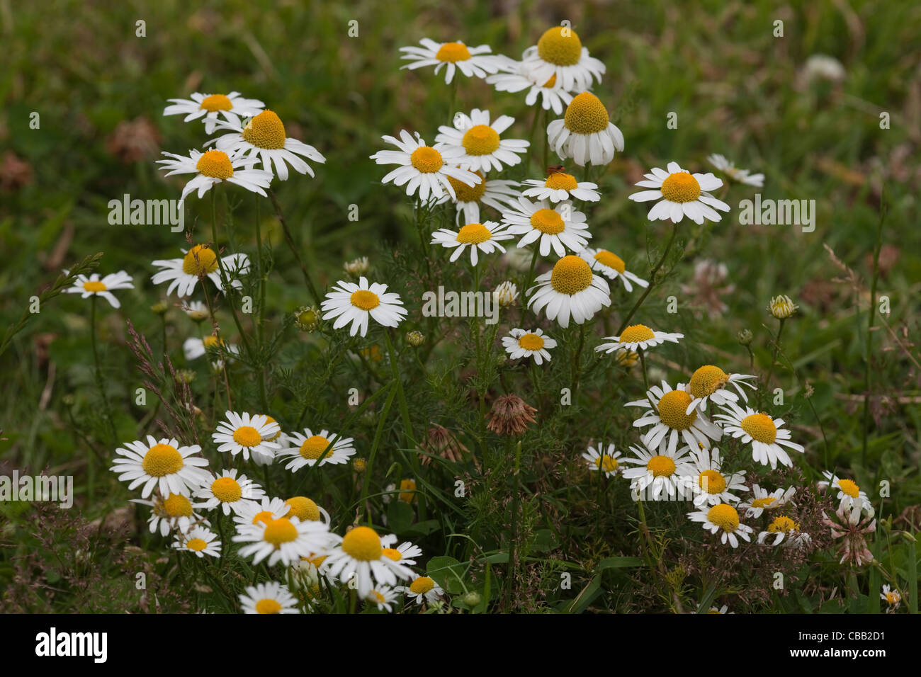 Scented mayweed hi-res stock photography and images - Alamy