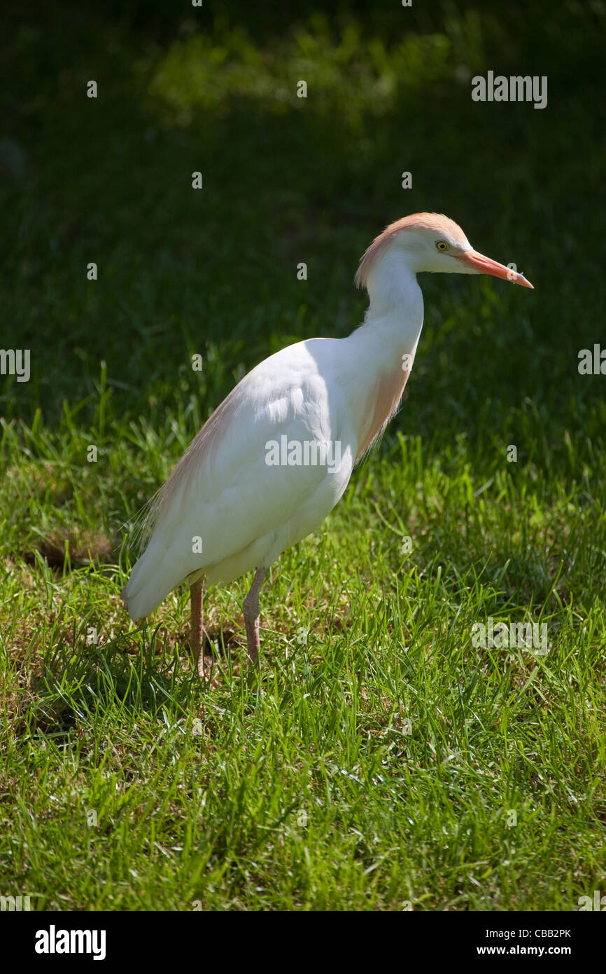 Cattle heron hi-res stock photography and images - Alamy