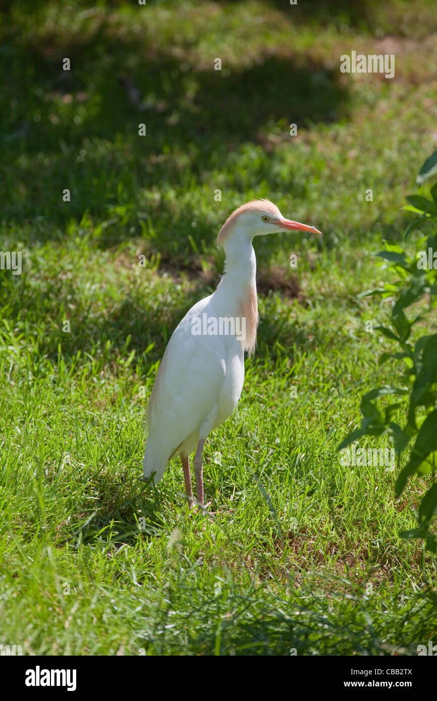 Cattle heron hi-res stock photography and images - Alamy