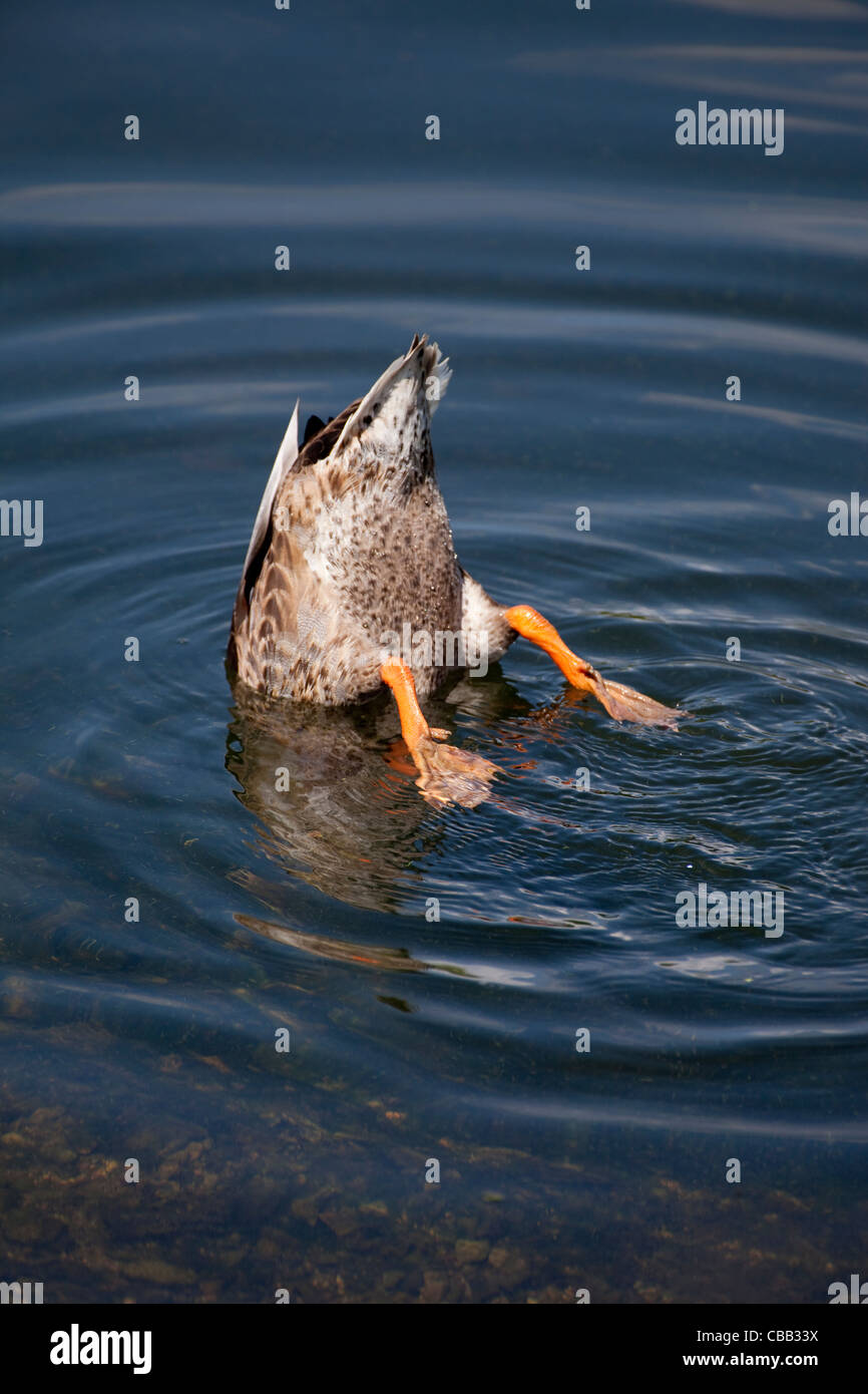 Duck feet hi-res stock photography and images - Alamy