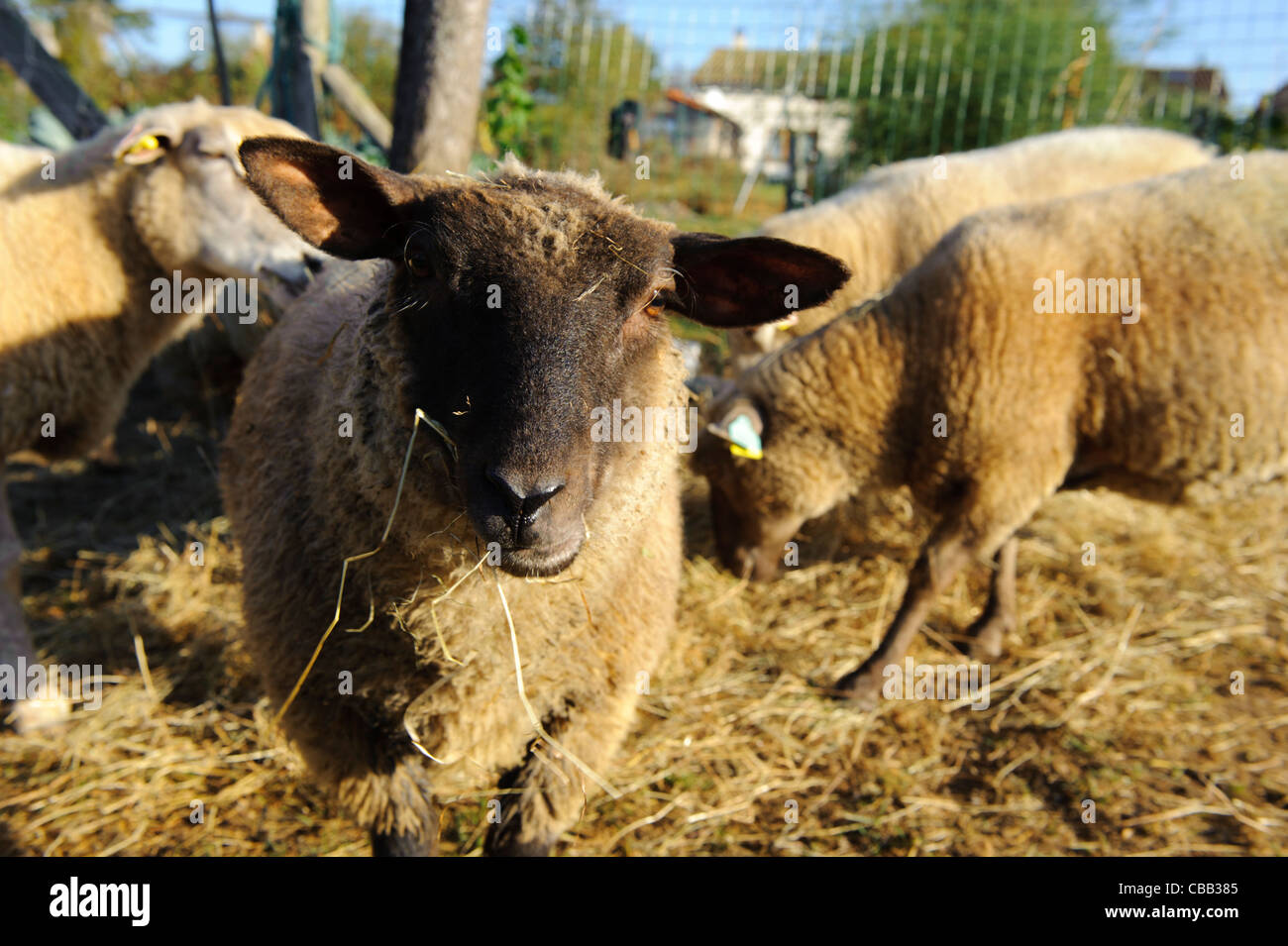Stock photo of sheep eating hay Stock Photo - Alamy