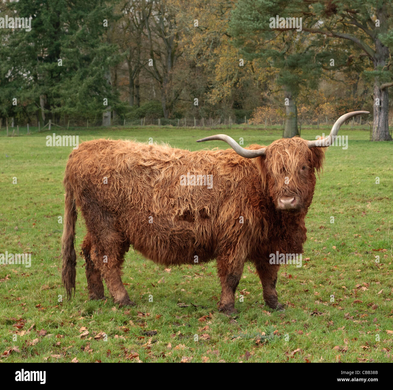 Highland cattle - a highland cow with horns looking straight at the ...