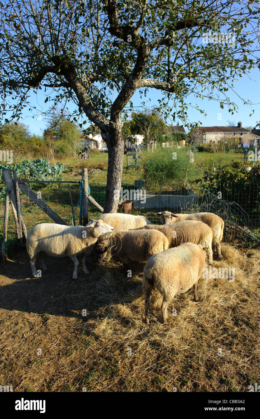 Sheep eating hay hi-res stock photography and images - Alamy