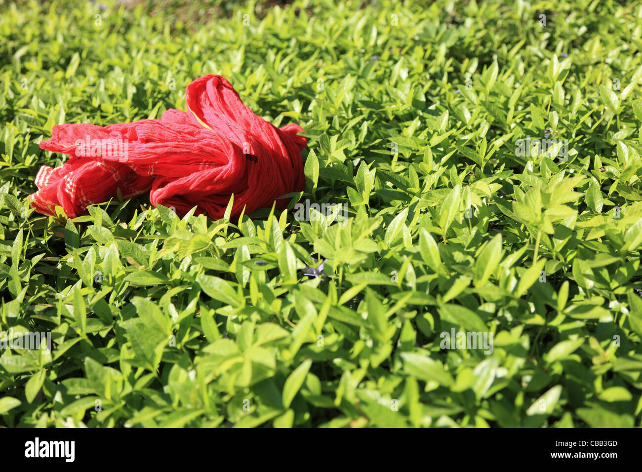 red dress background green lawn Stock Photo - Alamy