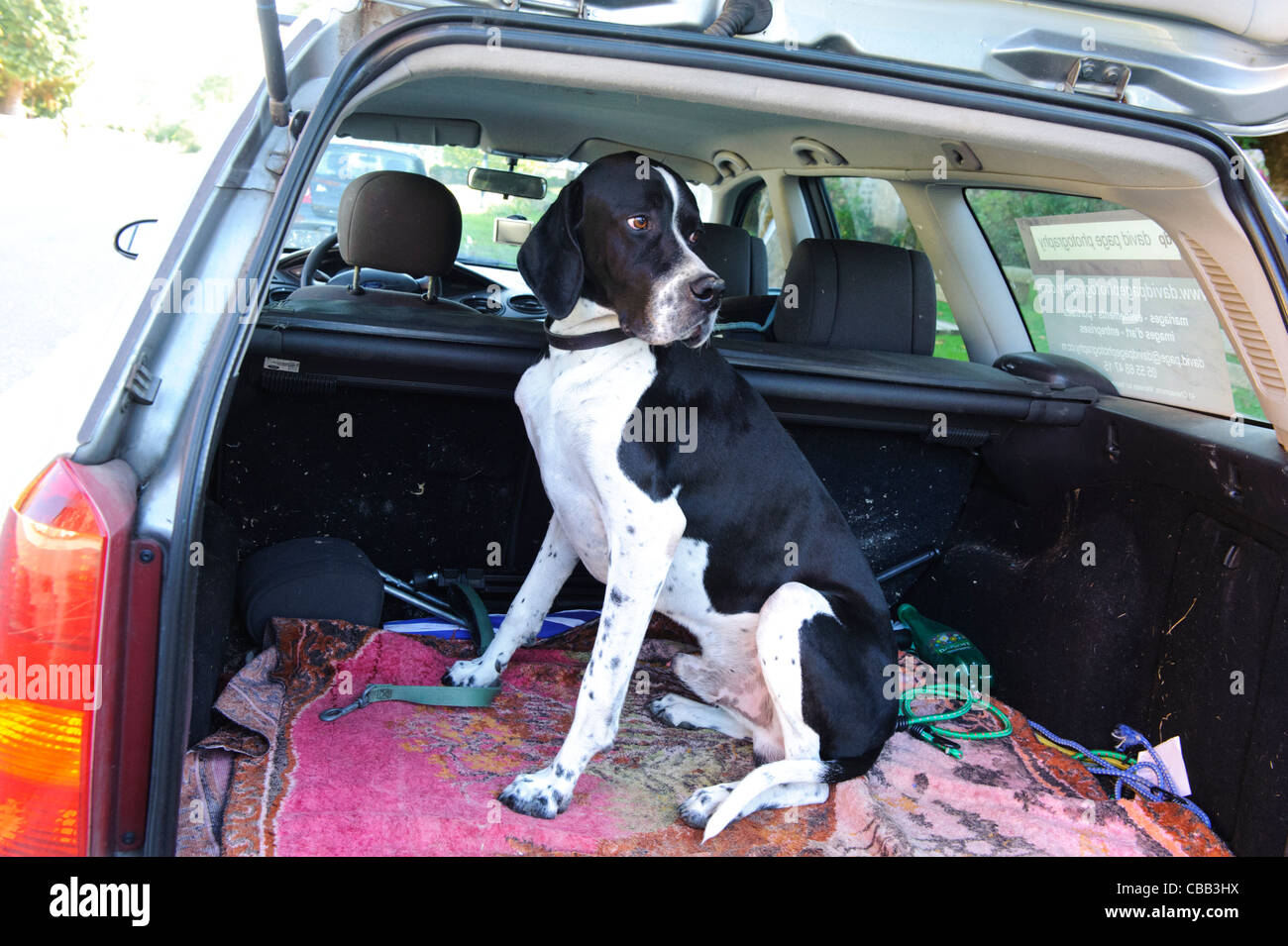 Stock photo of an english pointer in the back of a car Stock Photo - Alamy