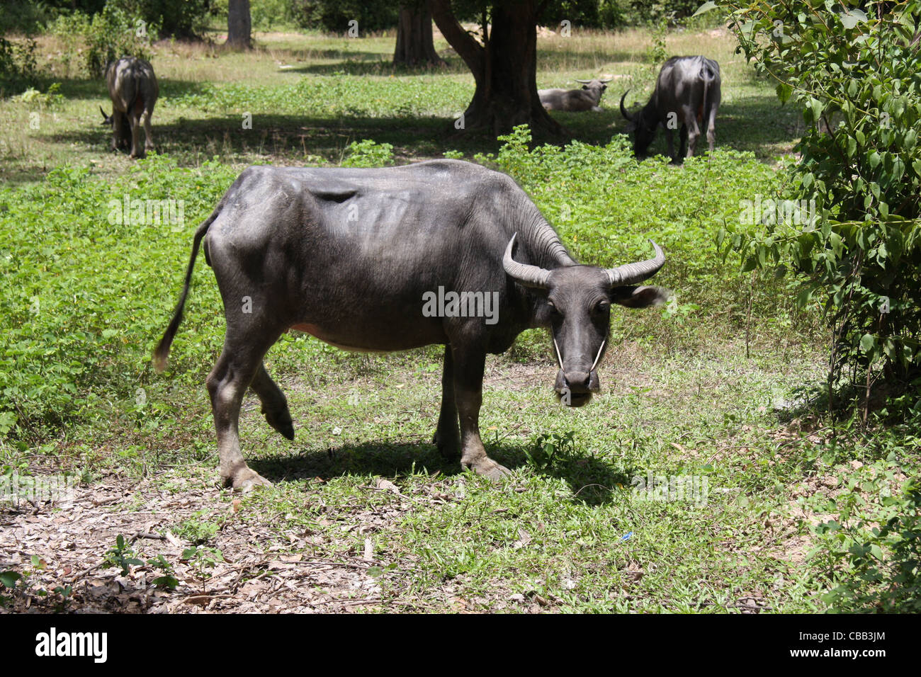 Bangkok water buffalo hi-res stock photography and images - Alamy