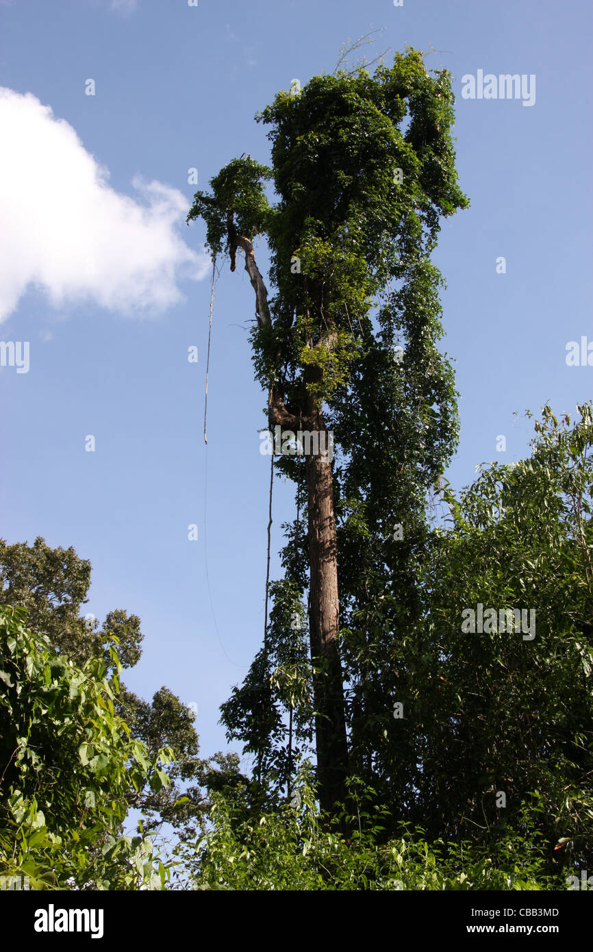 Large strangler fig tree with hanging vines at the Temple of Preah Khan ...