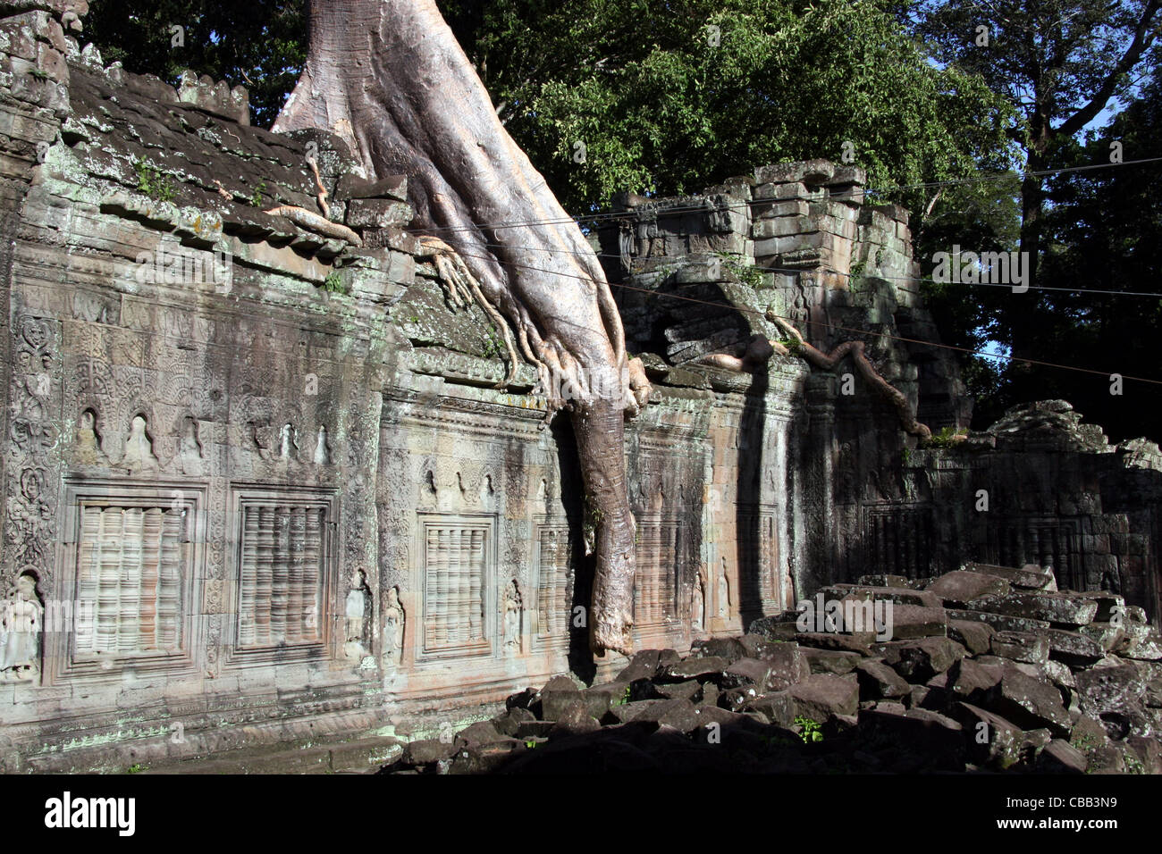 Elephant Trunk (strangler fig) tree at Temple of Preah Khan near Siem ...