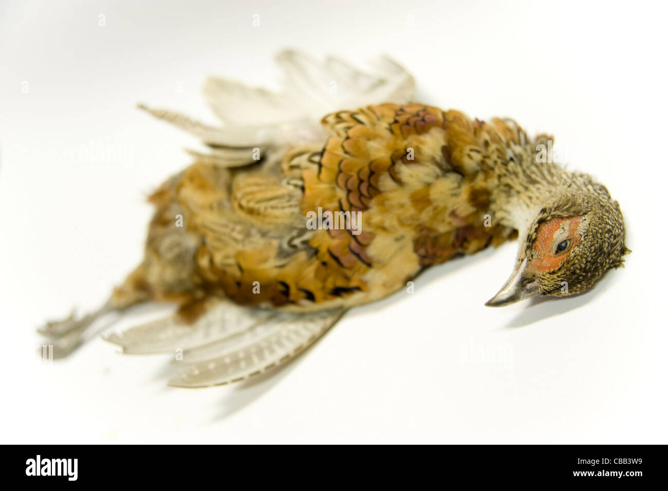 Dead roadkill pheasant bird beautiful feathers and detail high key ...