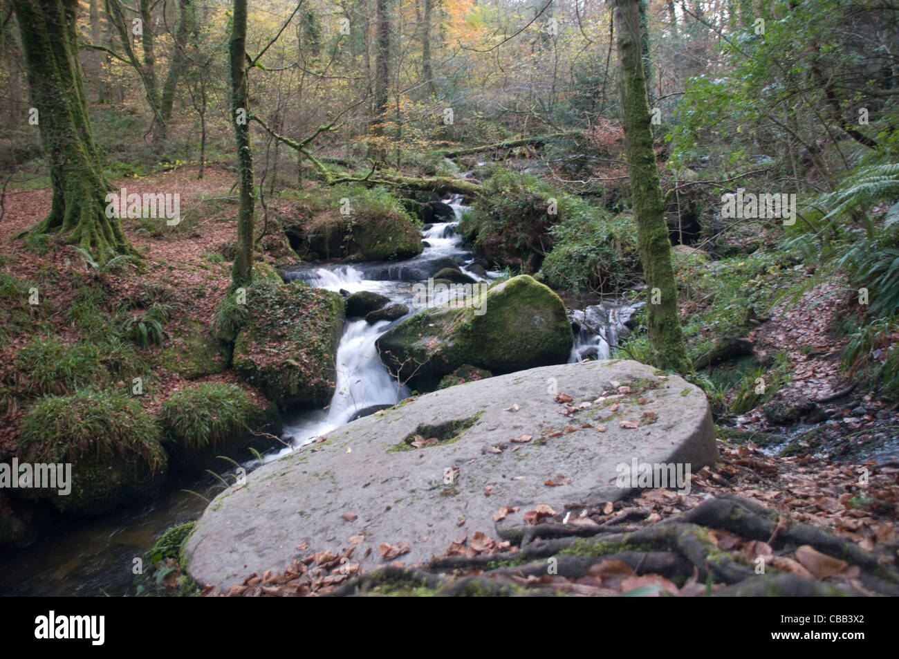 River running through a green autumn forest with trees, moss, leaves ...