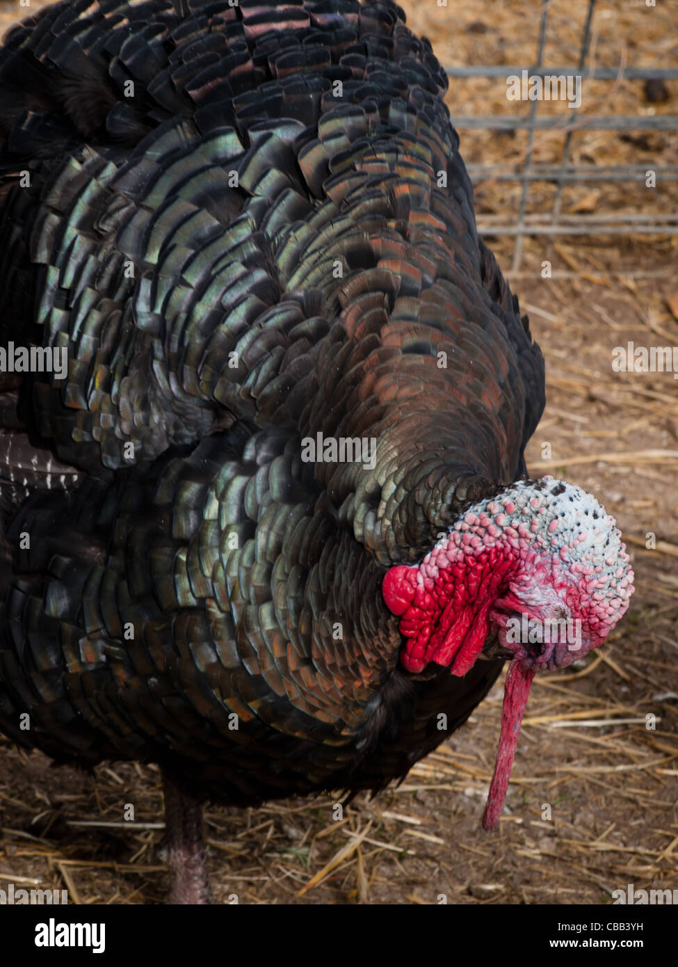A free-range Thanksgiving turkey from an organic farm in Colorado Stock ...