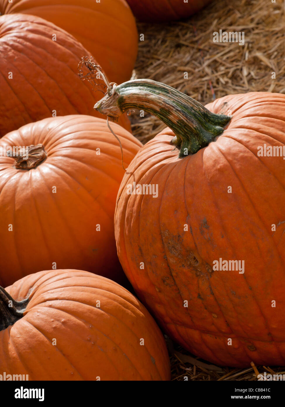 Pumpking field hi-res stock photography and images - Alamy
