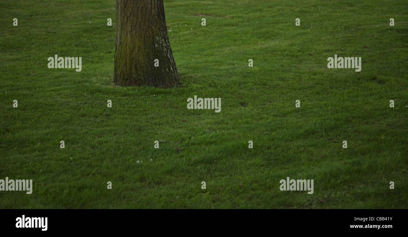 morning view in garden park, lawn and tree Stock Photo - Alamy