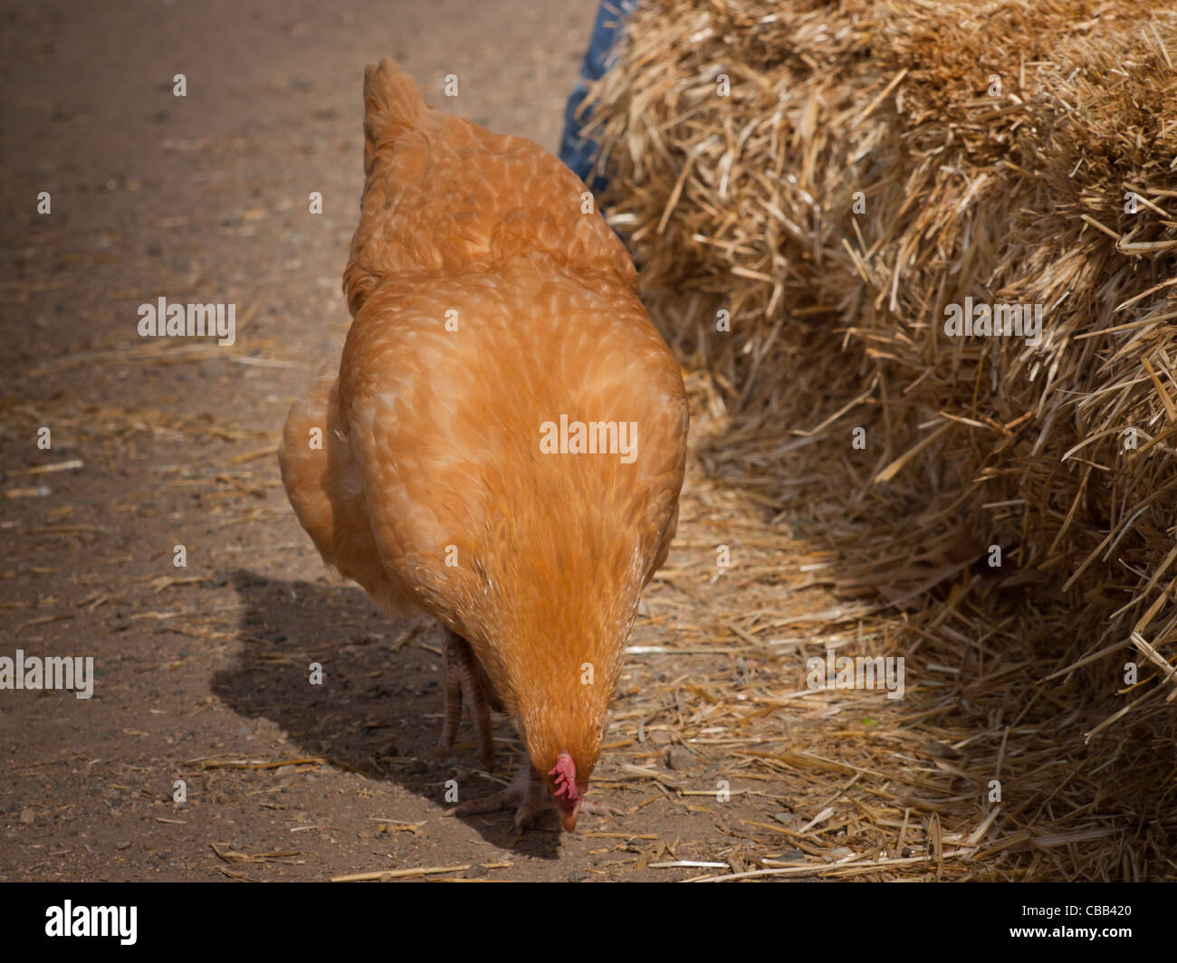 A free-range chicken from a small farm in Colorado Stock Photo - Alamy