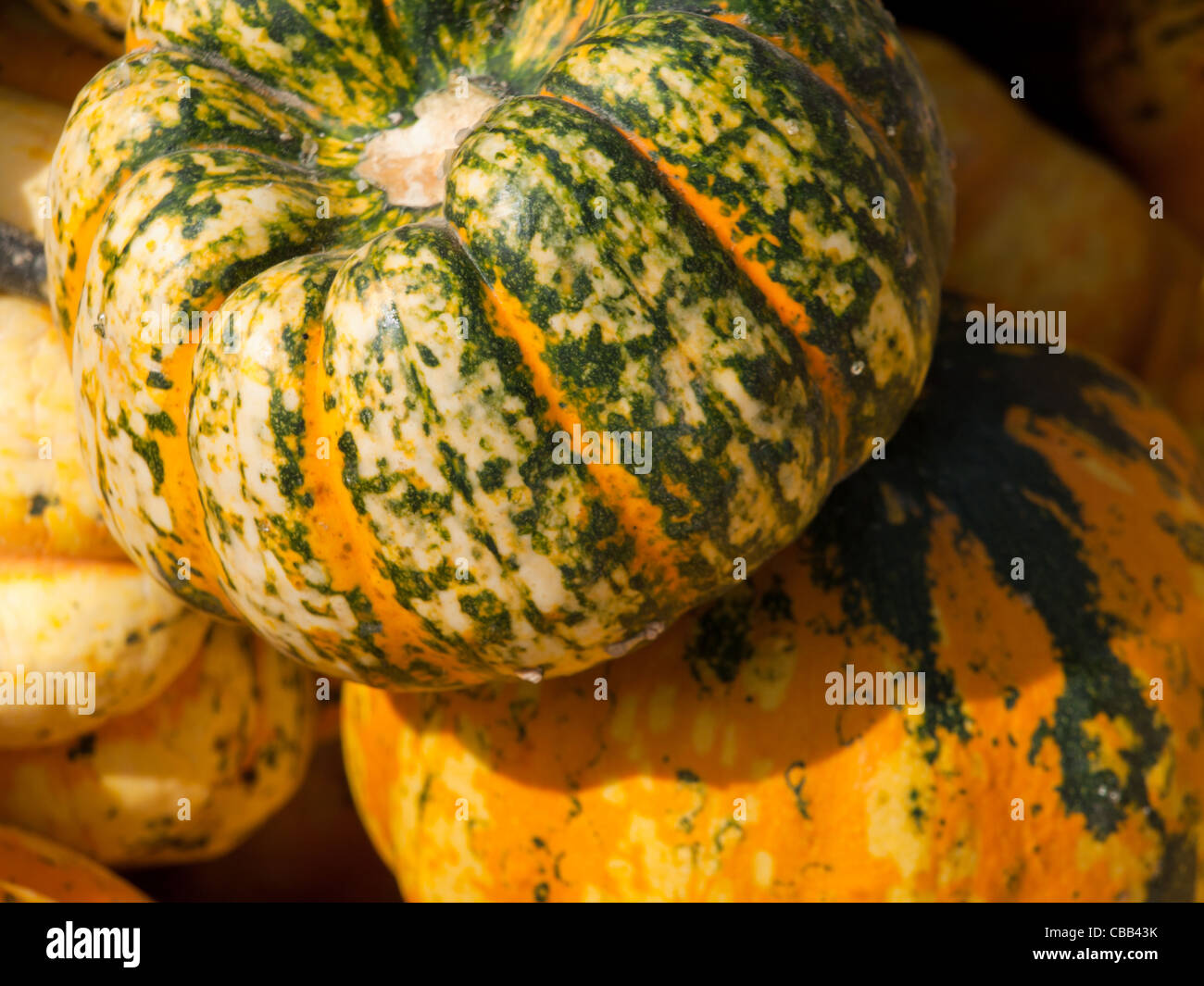 Pumpking field hi-res stock photography and images - Alamy