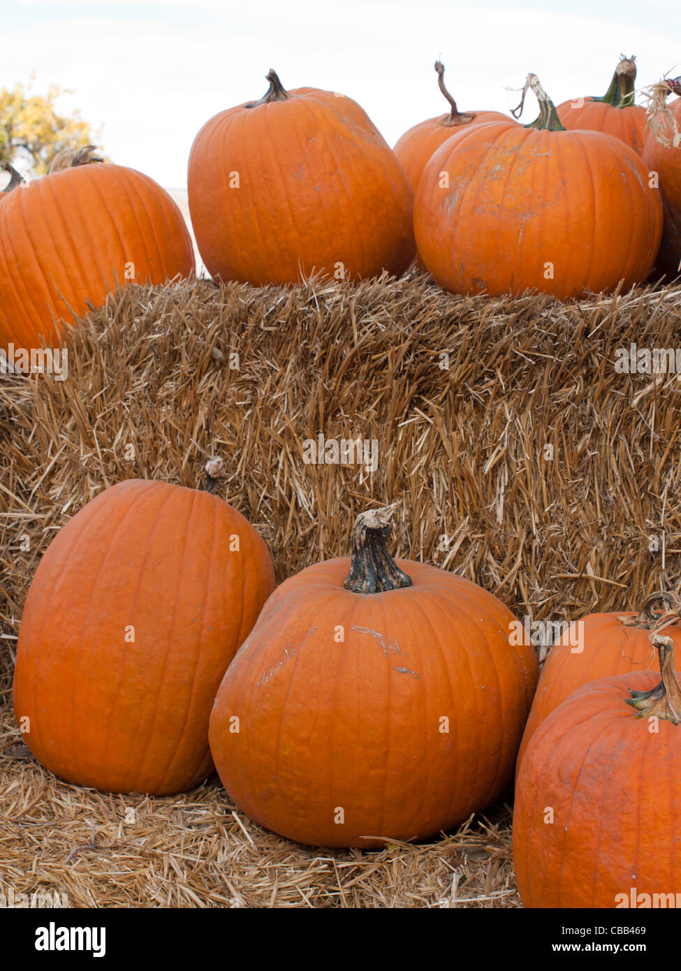 Pumpking field hi-res stock photography and images - Alamy
