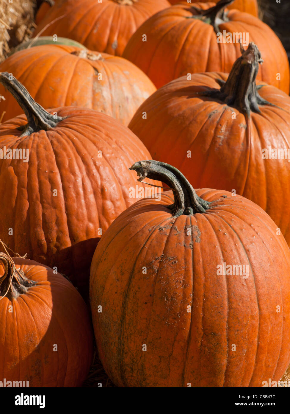 Pumpking field hi-res stock photography and images - Alamy