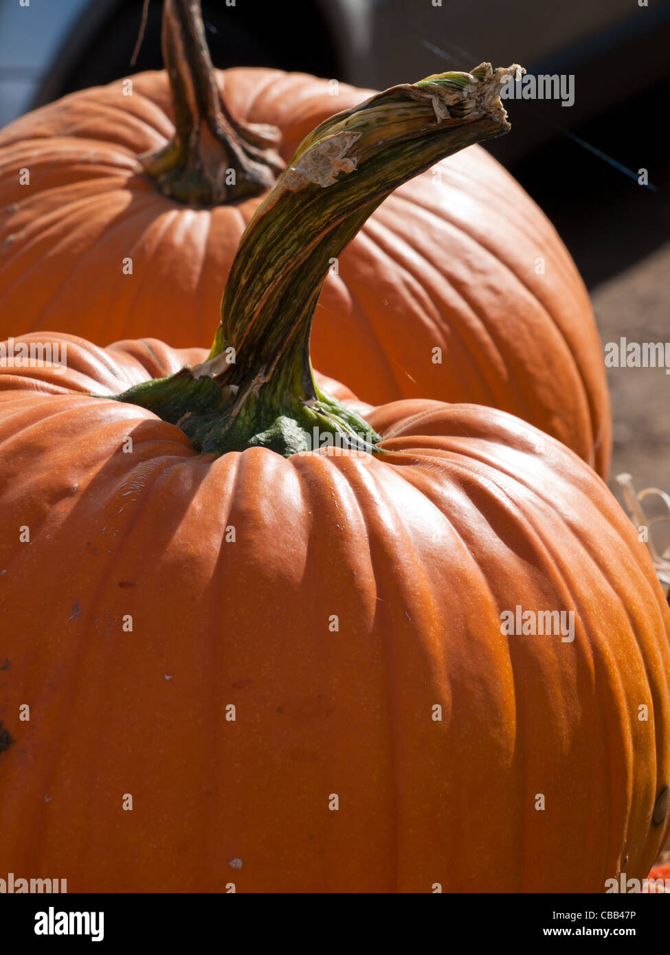 Pumpking field hi-res stock photography and images - Alamy