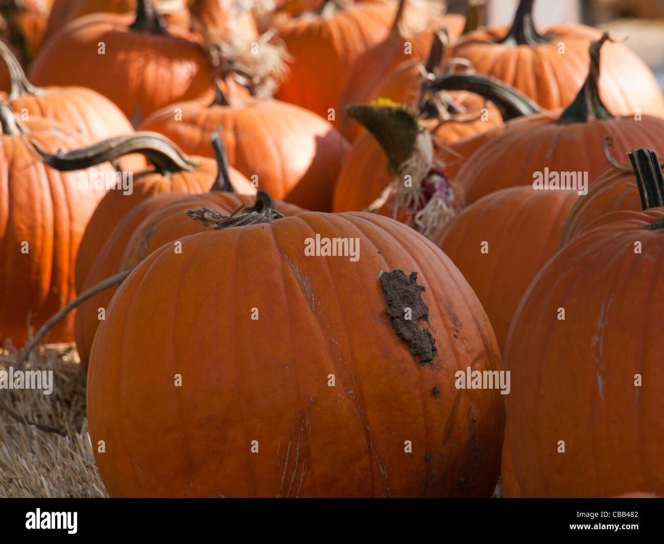 Pumpking field hi-res stock photography and images - Alamy