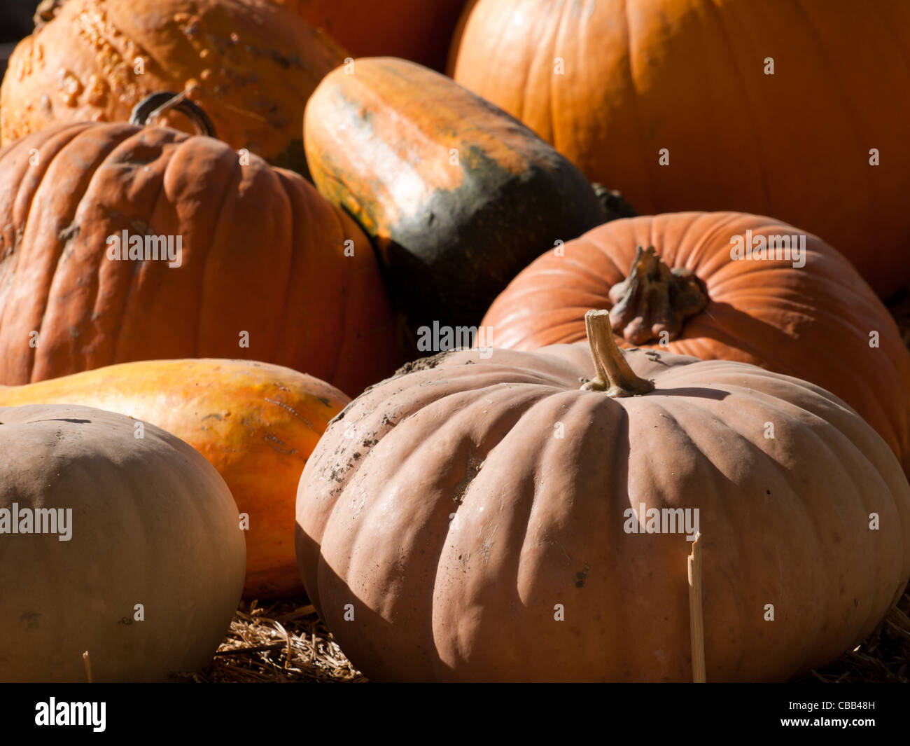 Pumpking field hi-res stock photography and images - Alamy