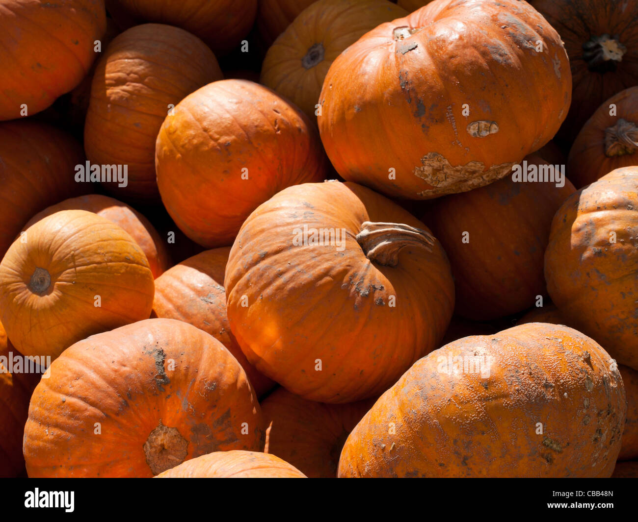 Pumpking field hi-res stock photography and images - Alamy
