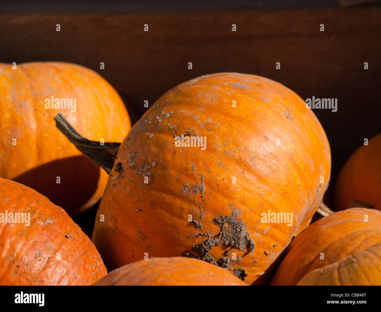Pumpking field hi-res stock photography and images - Alamy