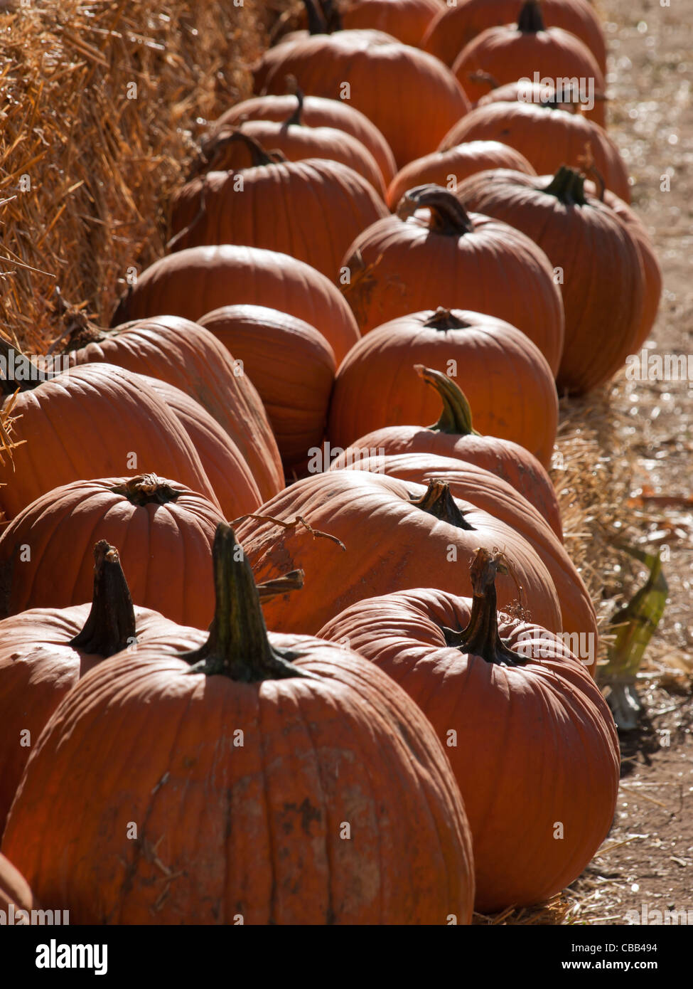 Pumpking field hi-res stock photography and images - Alamy