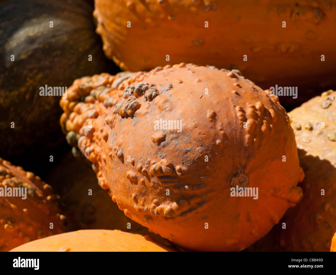 Pumpking field hi-res stock photography and images - Alamy
