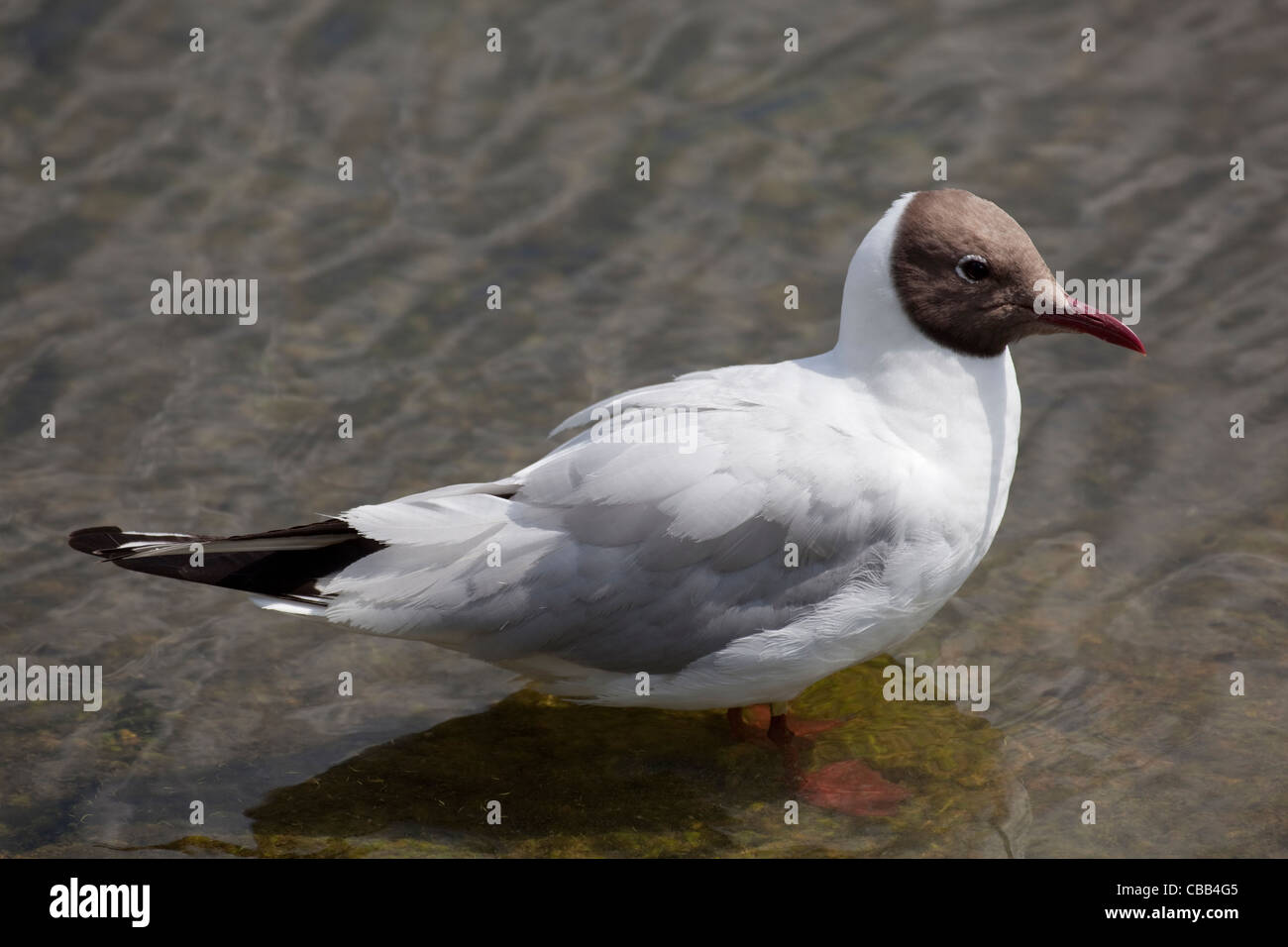Black back gull on hi-res stock photography and images - Alamy