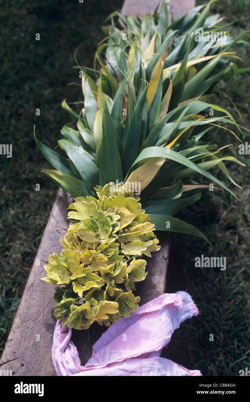 Cook Islands, Kūki 'Āirani, South Pacific Ocean, Aitutaki, closeup of ...