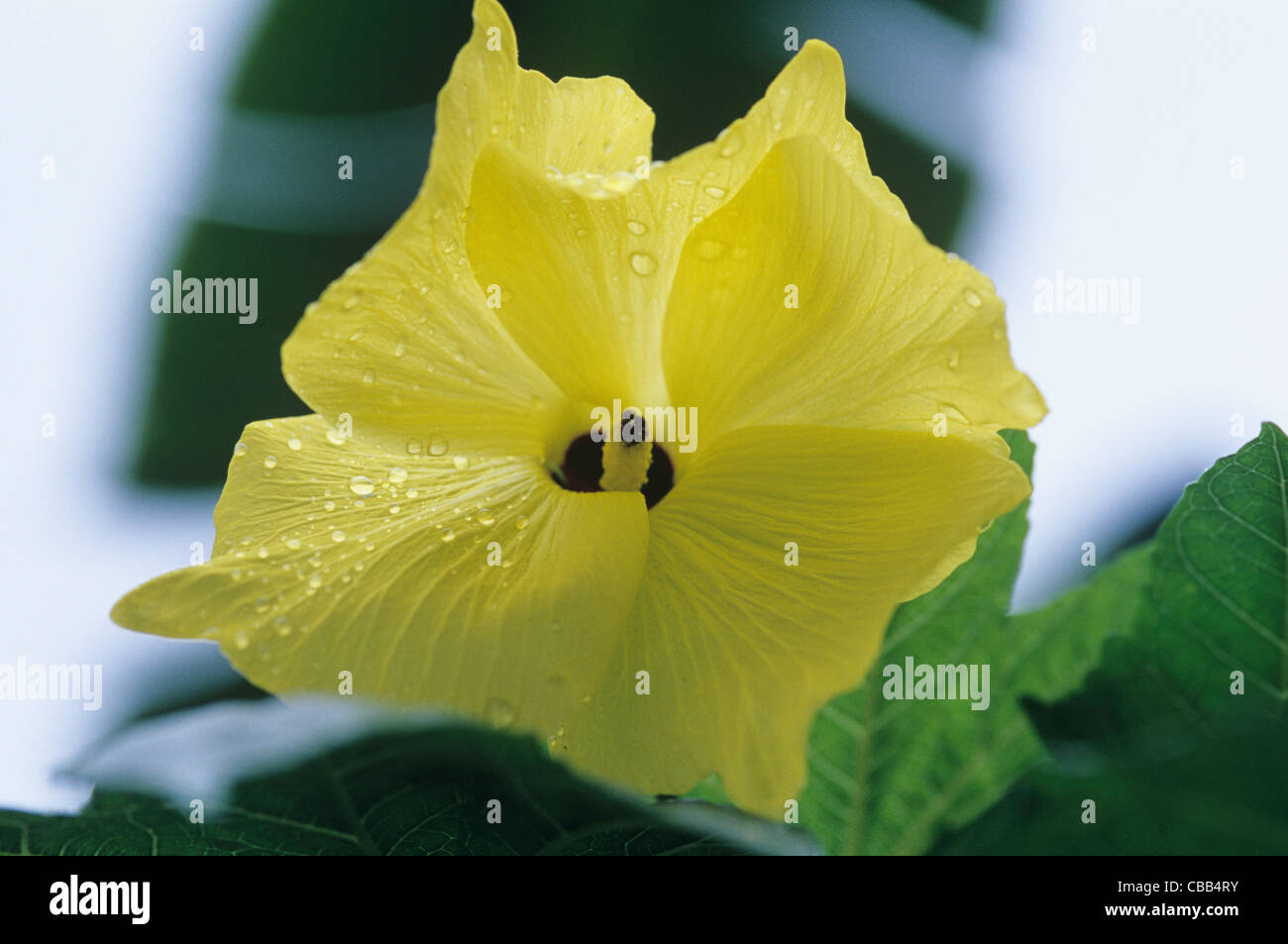Kuki airani hi-res stock photography and images - Alamy