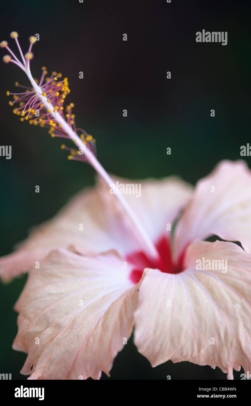 Cook Islands, Kūki 'Āirani, South Pacific Ocean, hibiscus blossom Stock ...