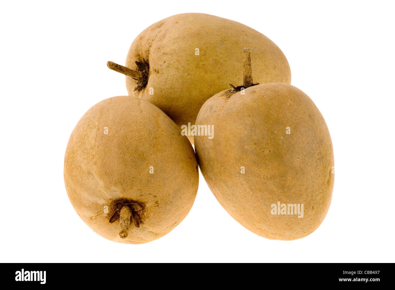 Tropical fruit - Chiku isolated on white background Stock Photo - Alamy