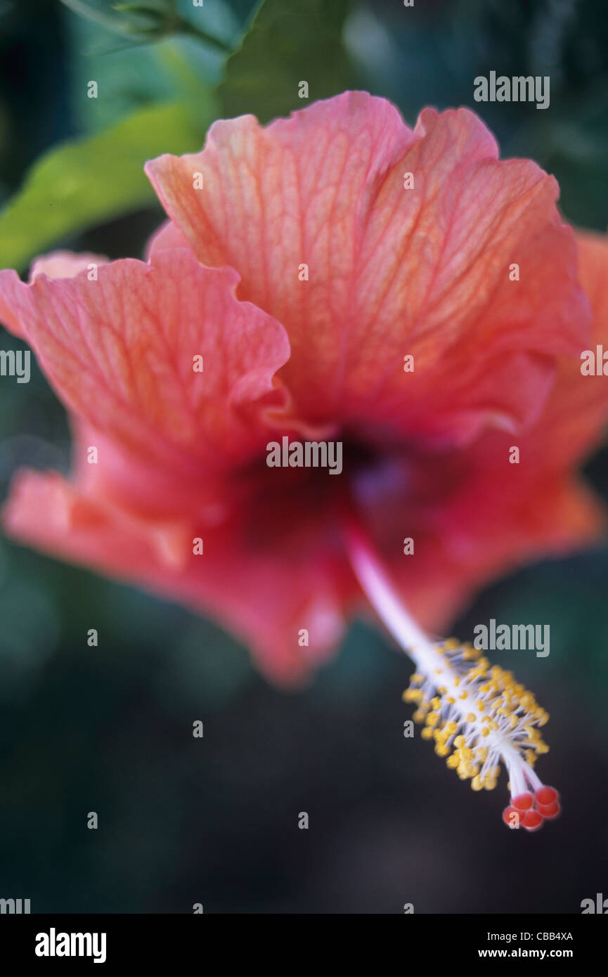 Cook Islands, Kūki 'Āirani, South Pacific Ocean, hibiscus blossom Stock ...