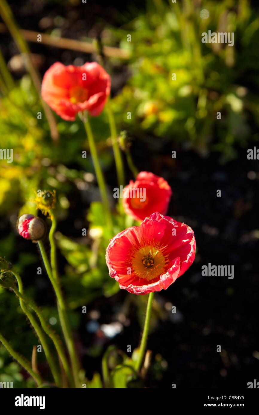 Poppy island hi-res stock photography and images - Alamy