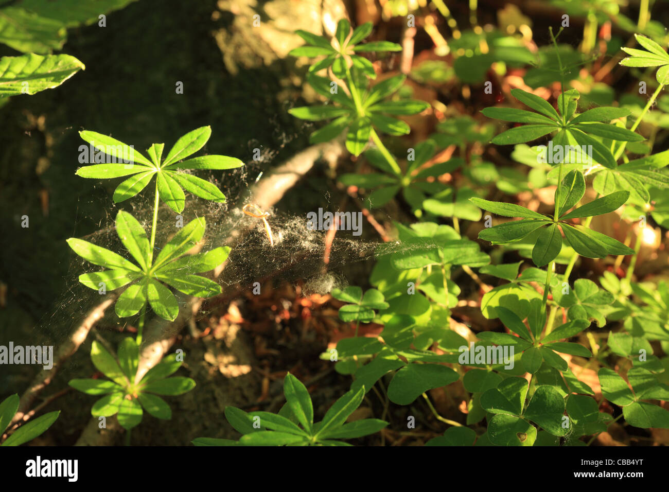 Bright light falling into the dark forest - nature Stock Photo - Alamy