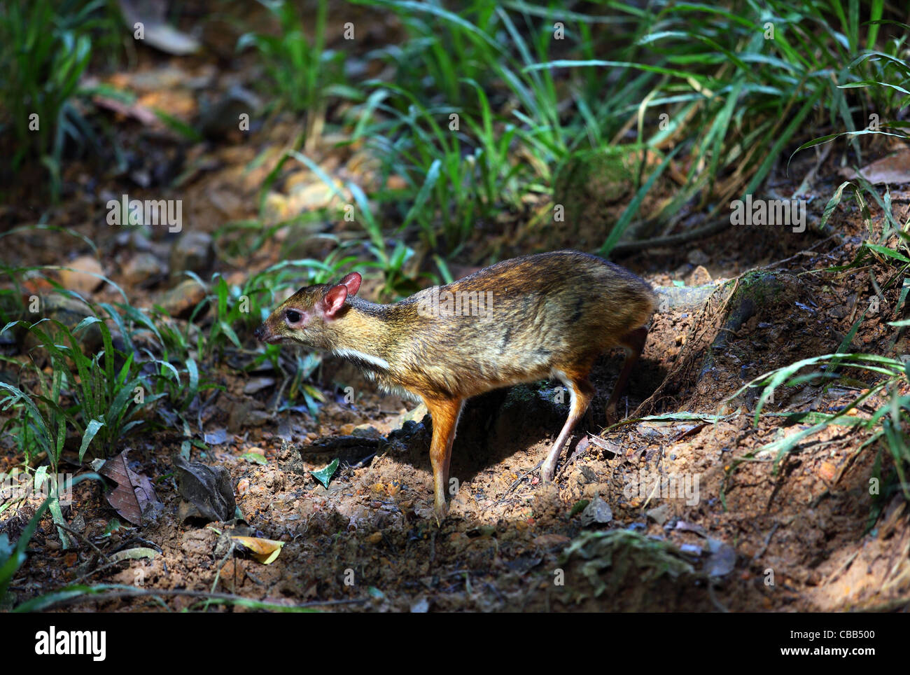 Malay mouse deer hi-res stock photography and images - Alamy