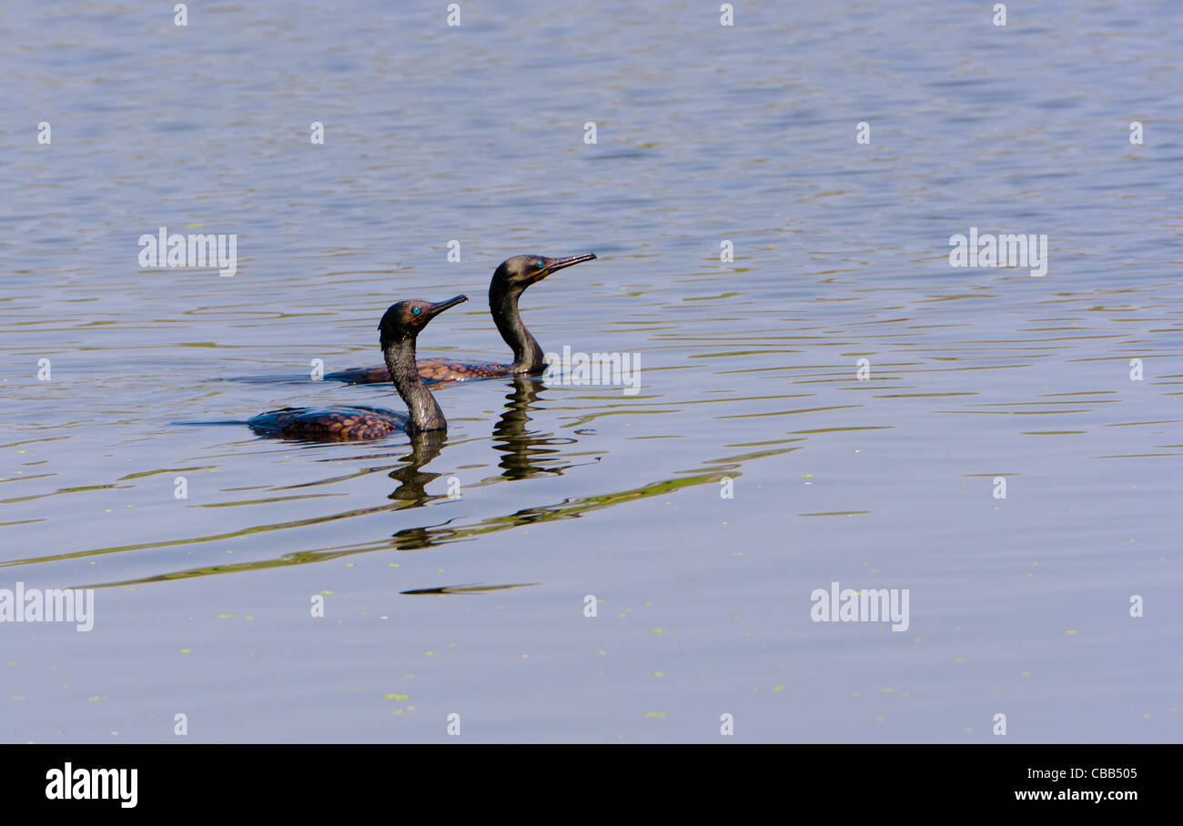 Two Indian Cormorants in breeding plumage swimming in blue lake water ...