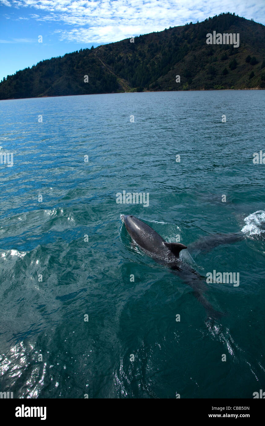 Dolfin Watch Ecotour, Marlborough Sound, South Island, New Zealand ...