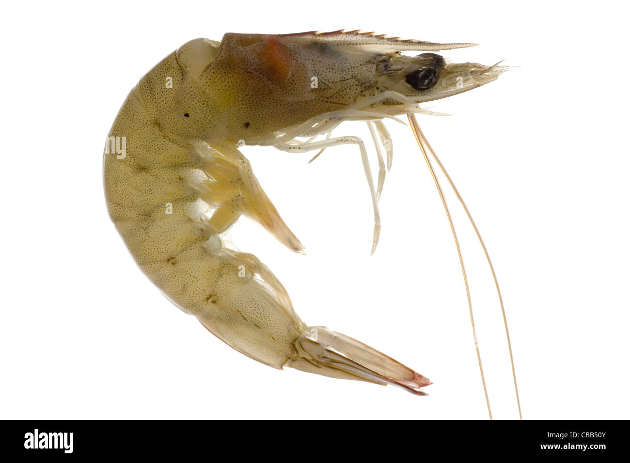 Raw prawn ingredient Cut Out Stock Images & Pictures - Alamy