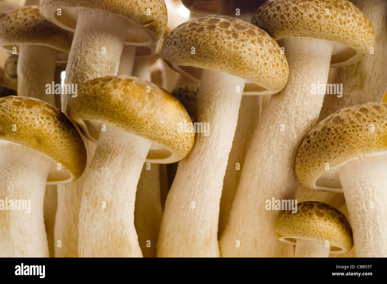 Beech mushroom hi-res stock photography and images - Alamy