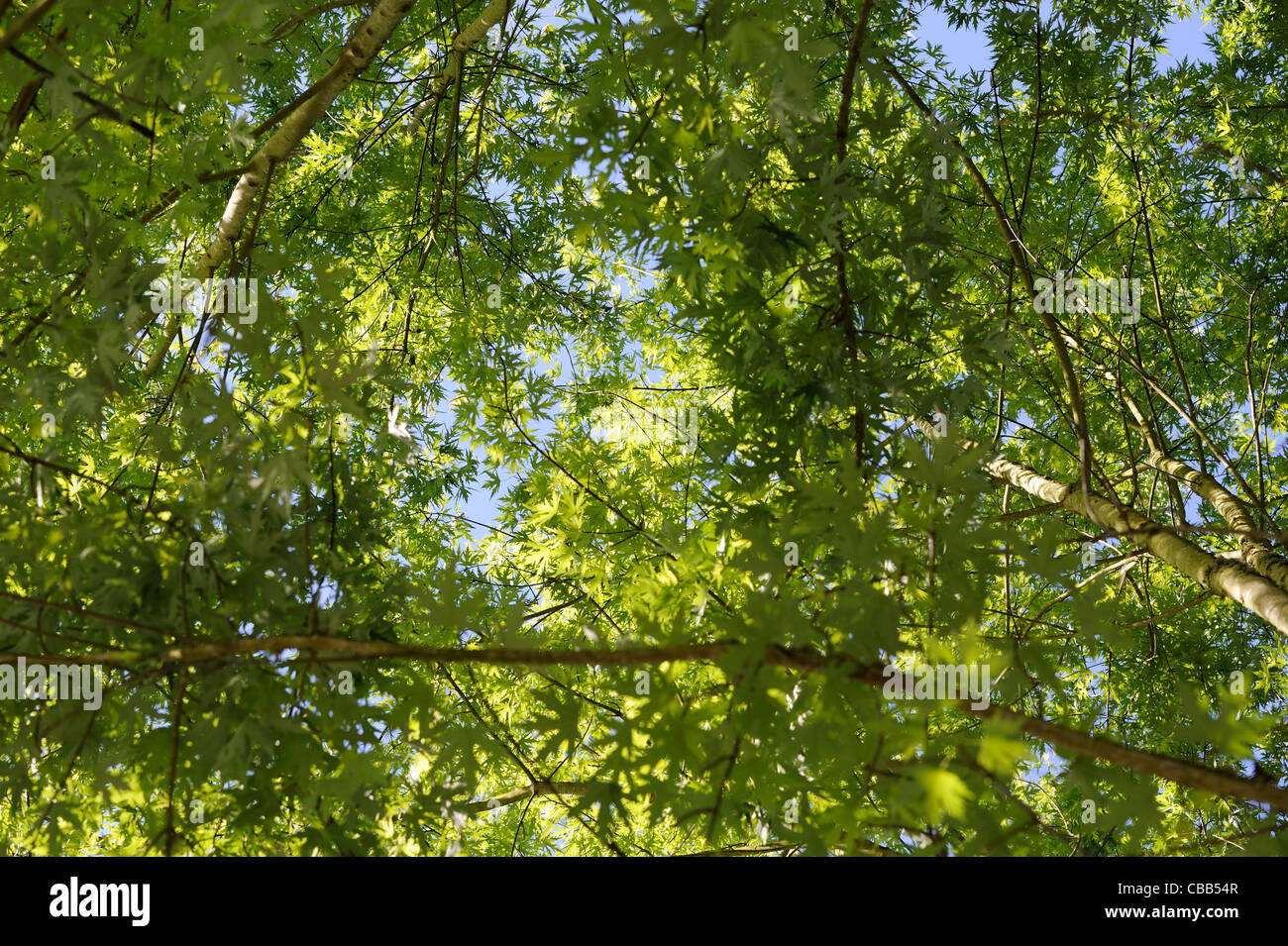 Stock photo of a green tree canopy Stock Photo - Alamy