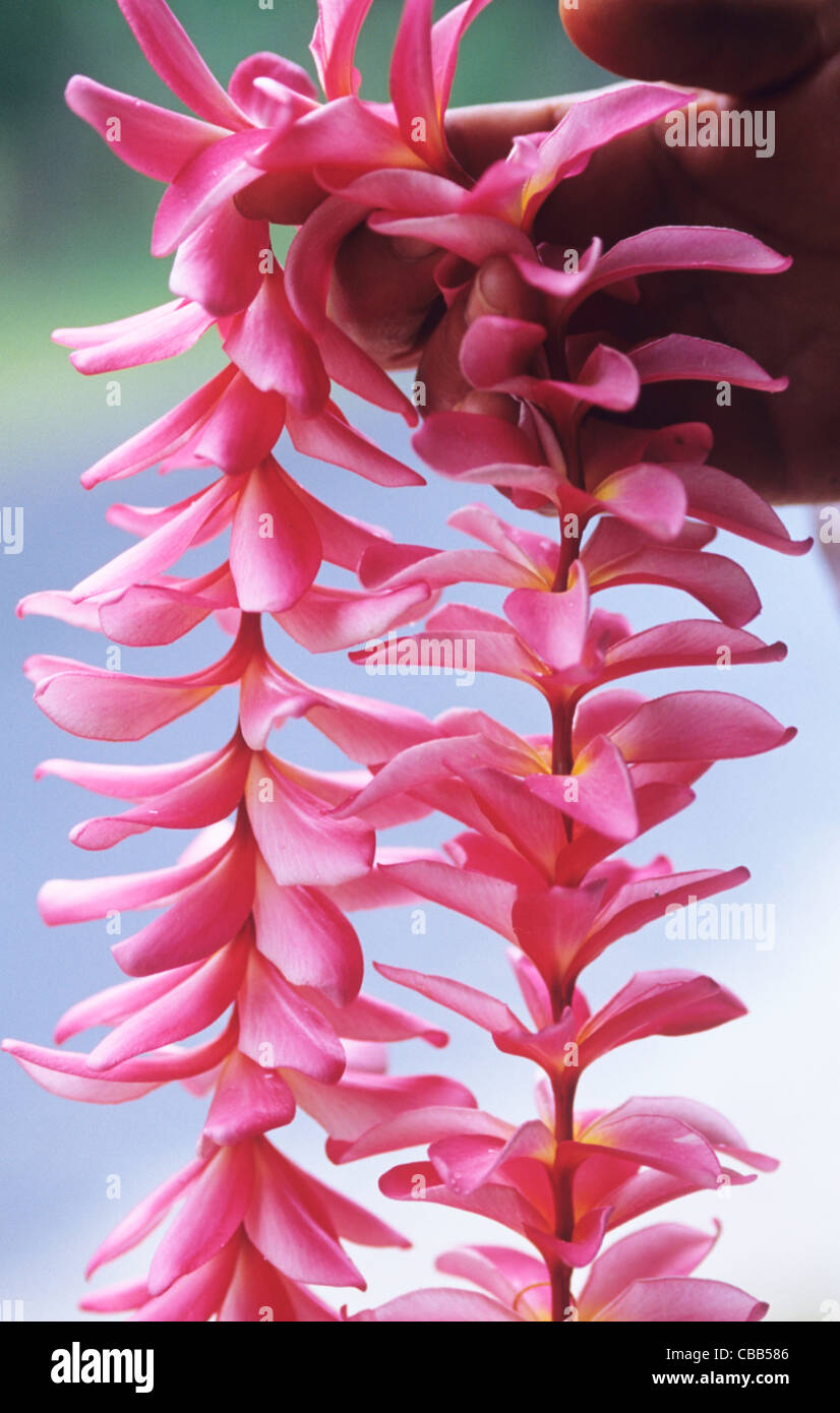 Cook Islands, Kūki 'Āirani, South Pacific Ocean, lei Stock Photo - Alamy